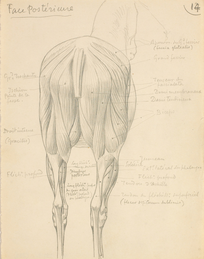 Un cheval - Eugène Grasset | Musée d'Orsay