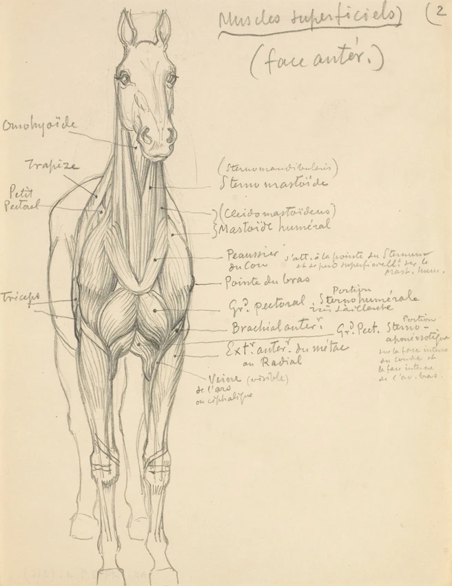 Un cheval - Eugène Grasset | Musée d'Orsay