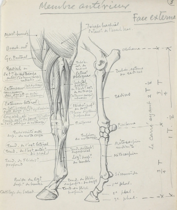 Patte de cheval - Eugène Grasset | Musée d'Orsay