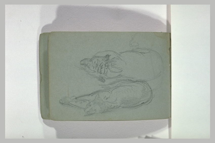 Croquis de fauves - Pierre Andrieu | Musée d'Orsay