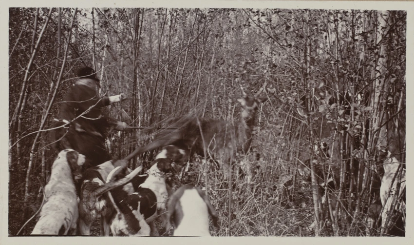 Hallali à Latilly - Anonyme | Musée d'Orsay