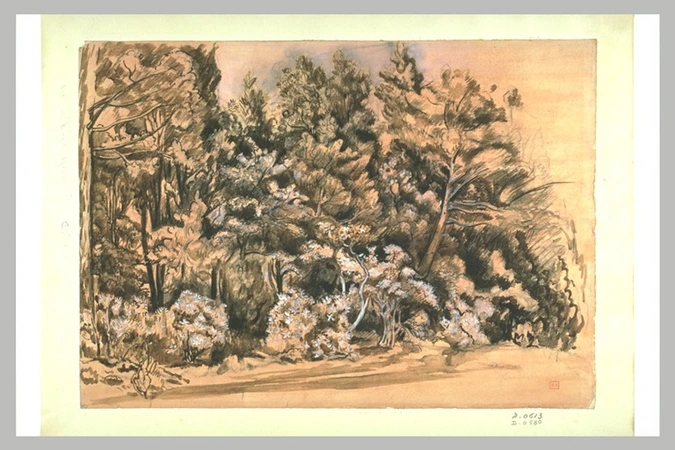 Diverses essences d'arbres formant un bois épais à l'orée d'une ...