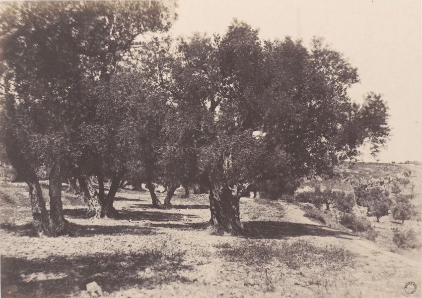 Jérusalem, champ du Sang - Auguste Salzmann | Musée d'Orsay