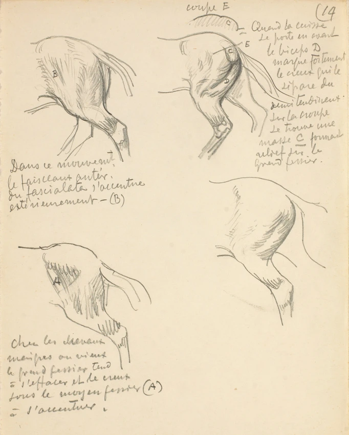 Arrière-train d'un cheval - Eugène Grasset | Musée d'Orsay