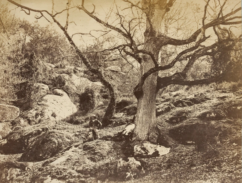 Théophile Chauvel au pied du Raphaël, forêt de Fontainebleau - Anonyme | Musée d'Orsay