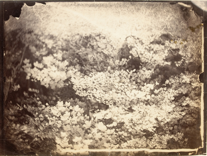 Etude d'après nature, feuillages - Edmond Lebel | Musée d'Orsay