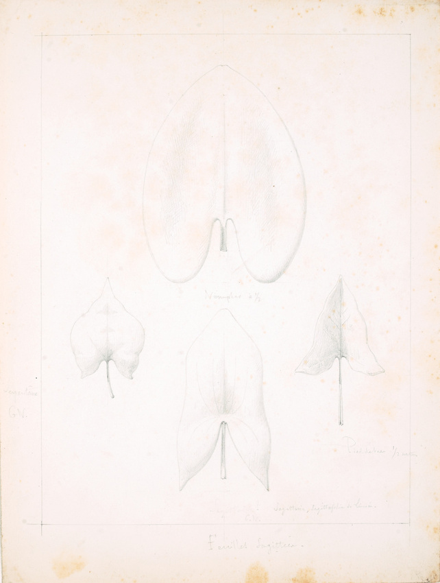 4 croquis de feuilles : nénuphar, serpentaire, sagittaria, pied de veau ...