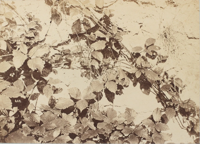 Etude d'après nature - Taupin & Cie | Musée d'Orsay