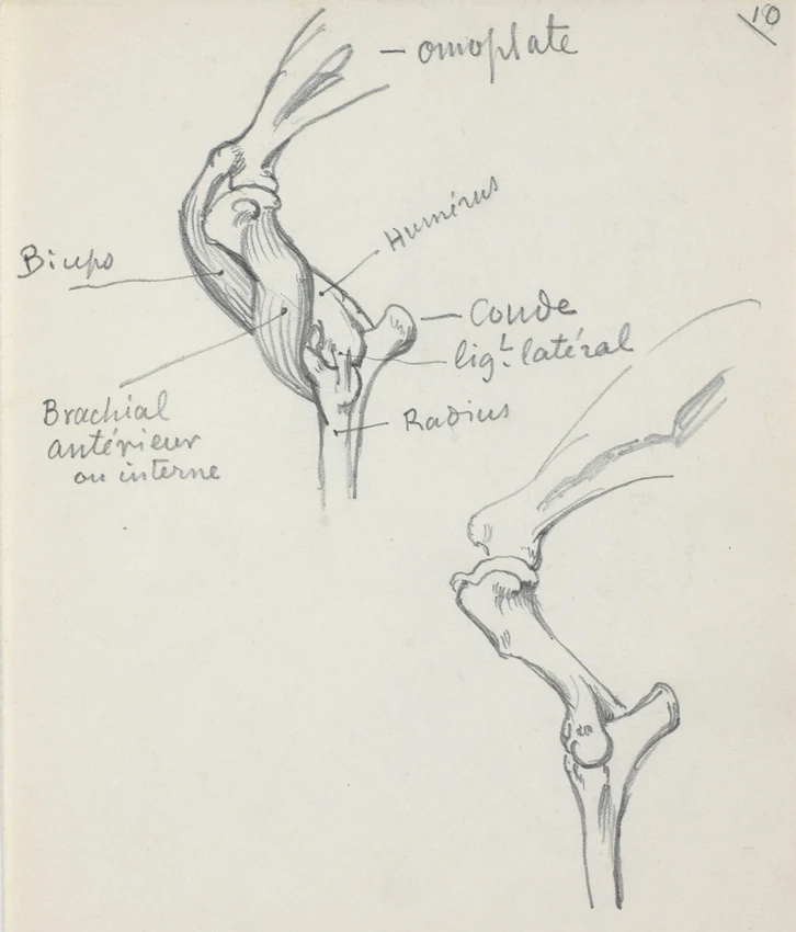 Os de cheval - Eugène Grasset | Musée d'Orsay