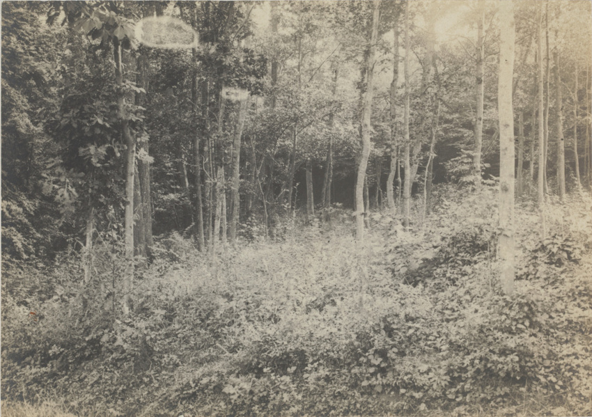 Forêt - Théophile Chauvel | Musée d'Orsay