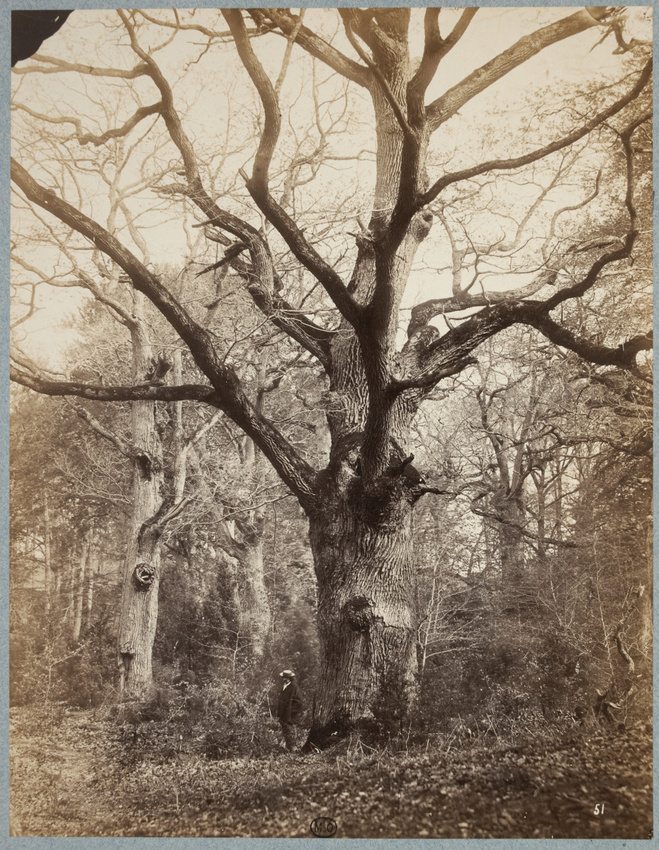 Théophile Chauvel au pied d'un arbre (le Raphaël?), forêt de Fontainebleau - Anonyme | Musée d'Orsay