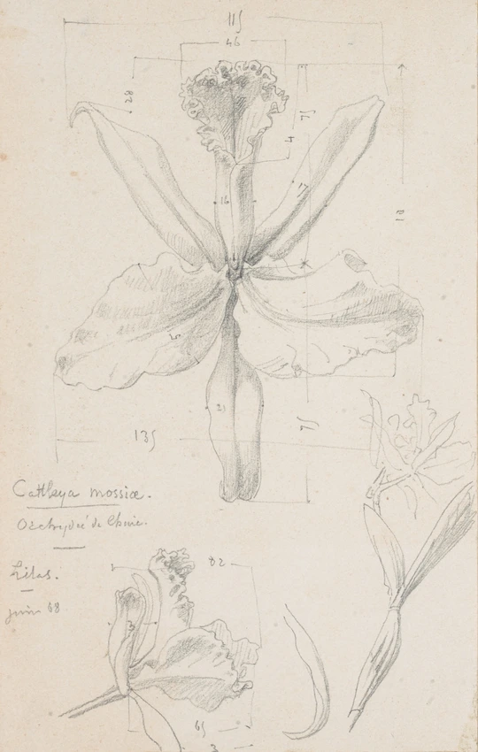 Orchidée de Chine - Victor Ruprich-Robert | Musée d'Orsay
