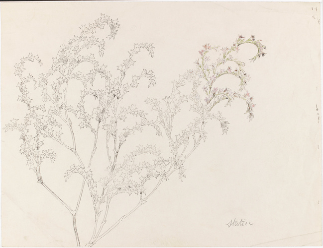 Statice - Emile Gallé | Musée d'Orsay