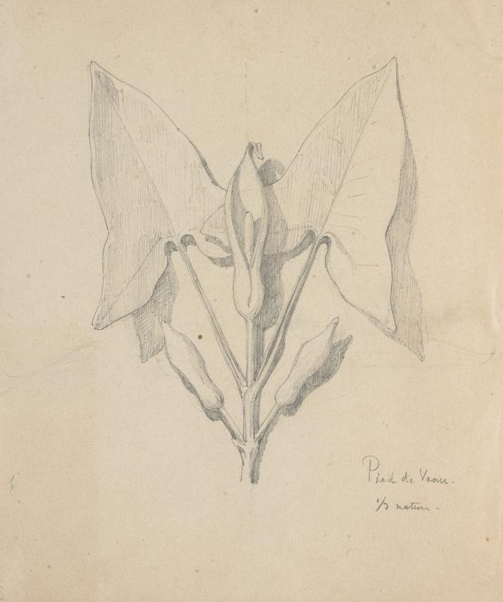 Pied de veau - Victor Ruprich-Robert | Musée d'Orsay