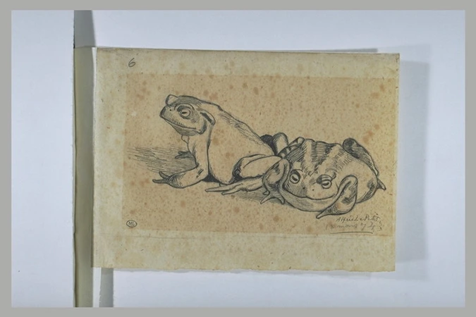 Deux crapauds gonflés - Alfred Le Petit | Musée d'Orsay
