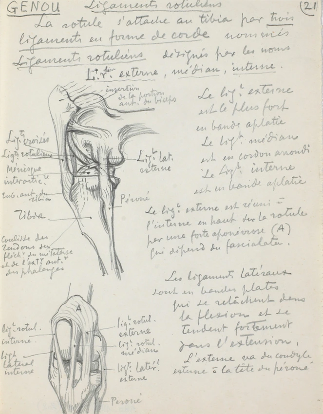 Genou de cheval - Eugène Grasset | Musée d'Orsay