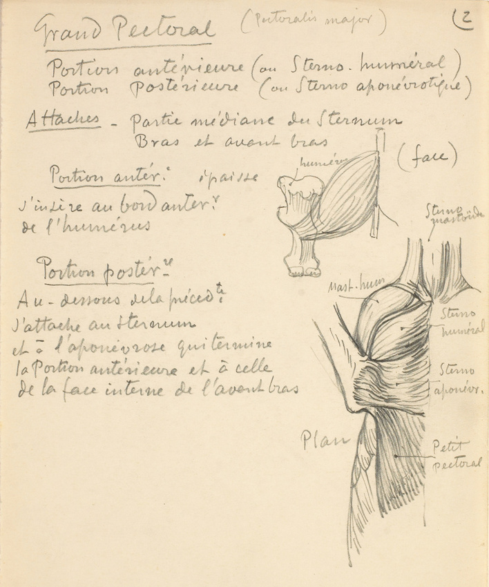 Muscle de cheval - Eugène Grasset | Musée d'Orsay
