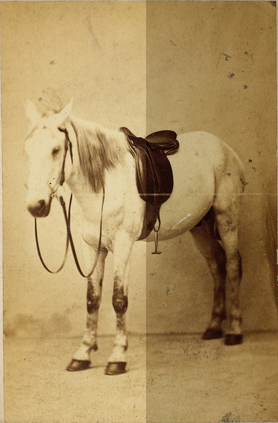 Un cheval, dans l'atelier du photographe - Anonyme | Musée d'Orsay